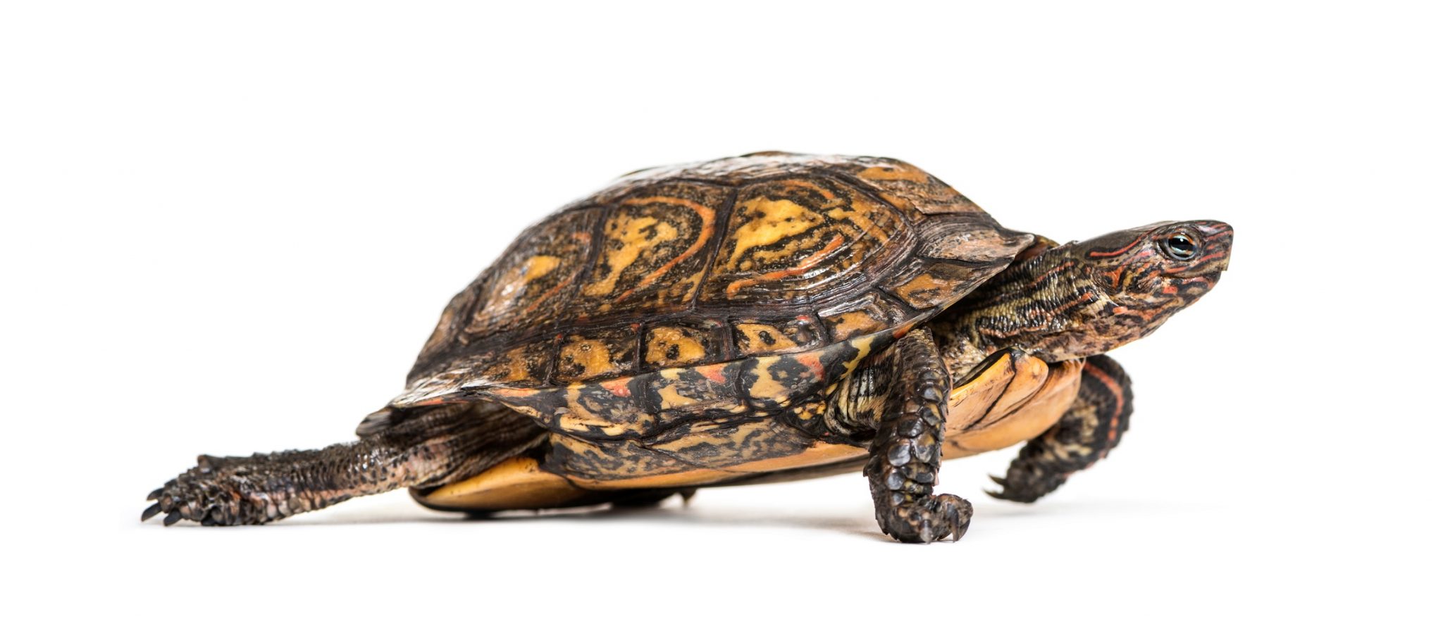 TORTUGA DRAGÓN 】- Rhinoclemmys pulcherrima