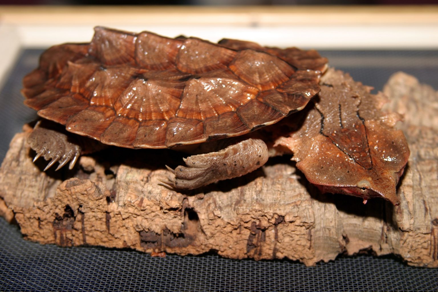 TORTUGA MATAMATA 】- Chelus fimbriata. Tortuga más rara.