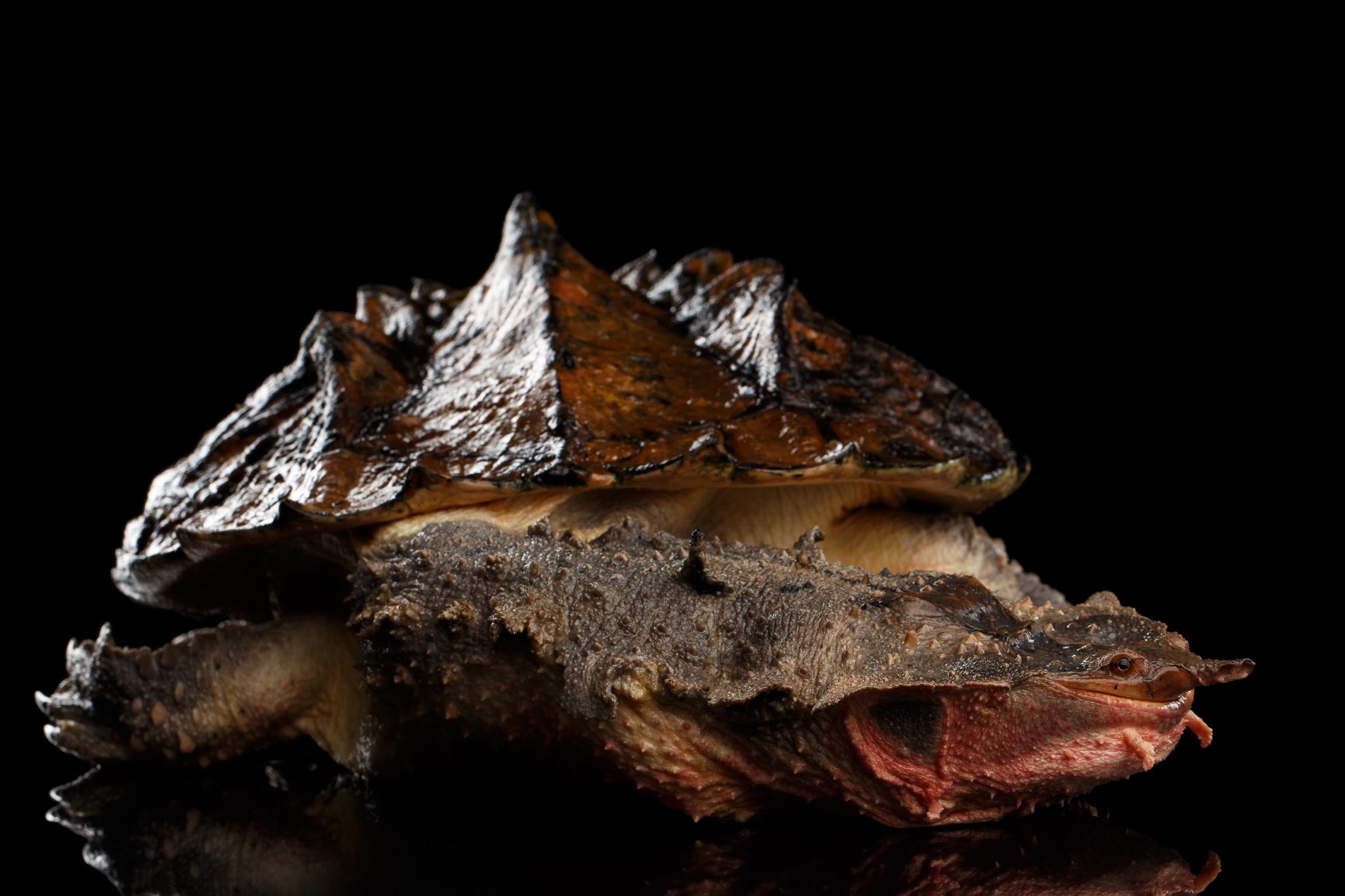 TORTUGA MATAMATA 】- Chelus fimbriata. Tortuga más rara.