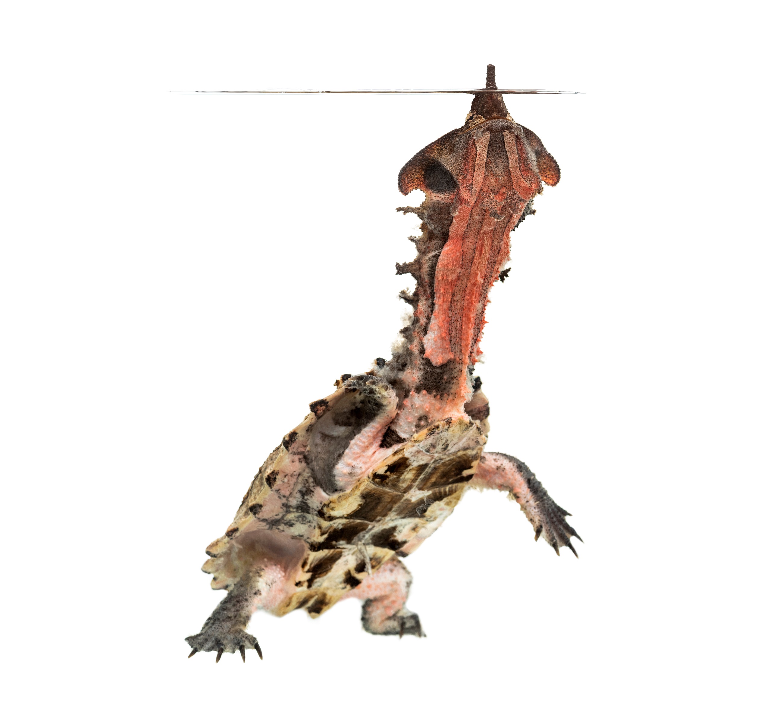 TORTUGA MATAMATA 】- Chelus fimbriata. La tortuga más rara.