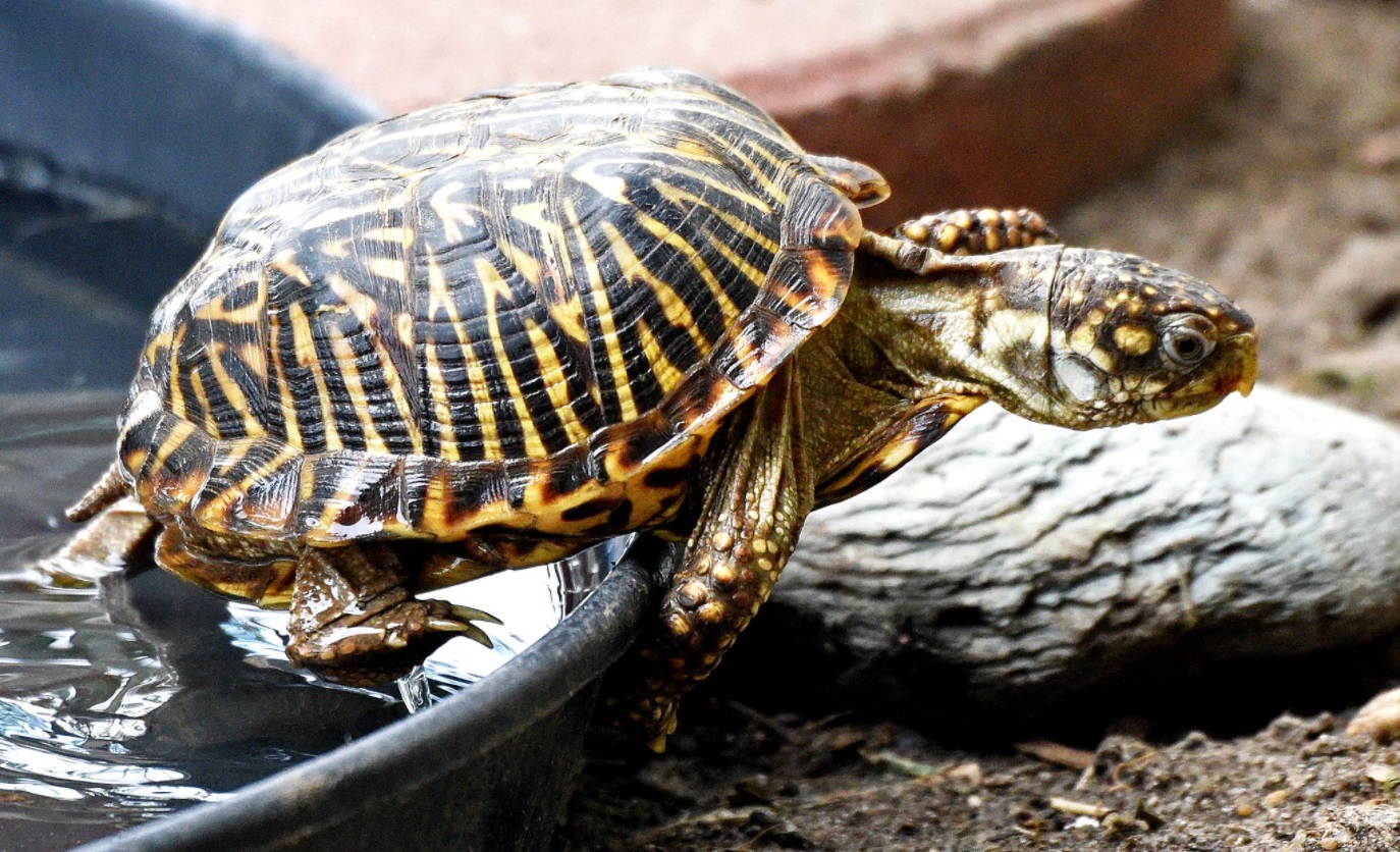 TORTUGA DE CAJA OCCIDENTAL 】- Terrapene ornata