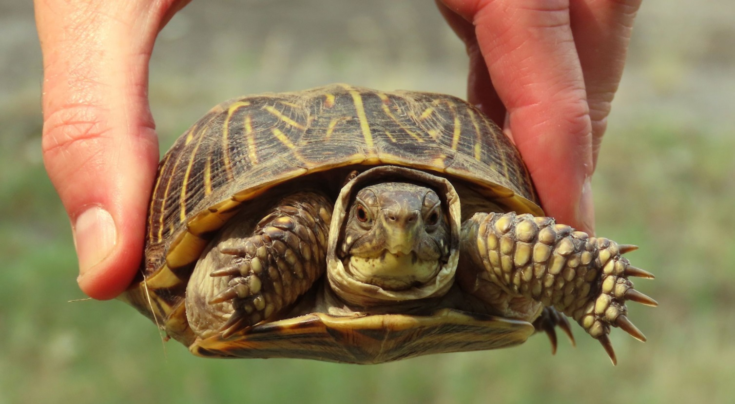 TORTUGA DE CAJA OCCIDENTAL 】- Terrapene ornata