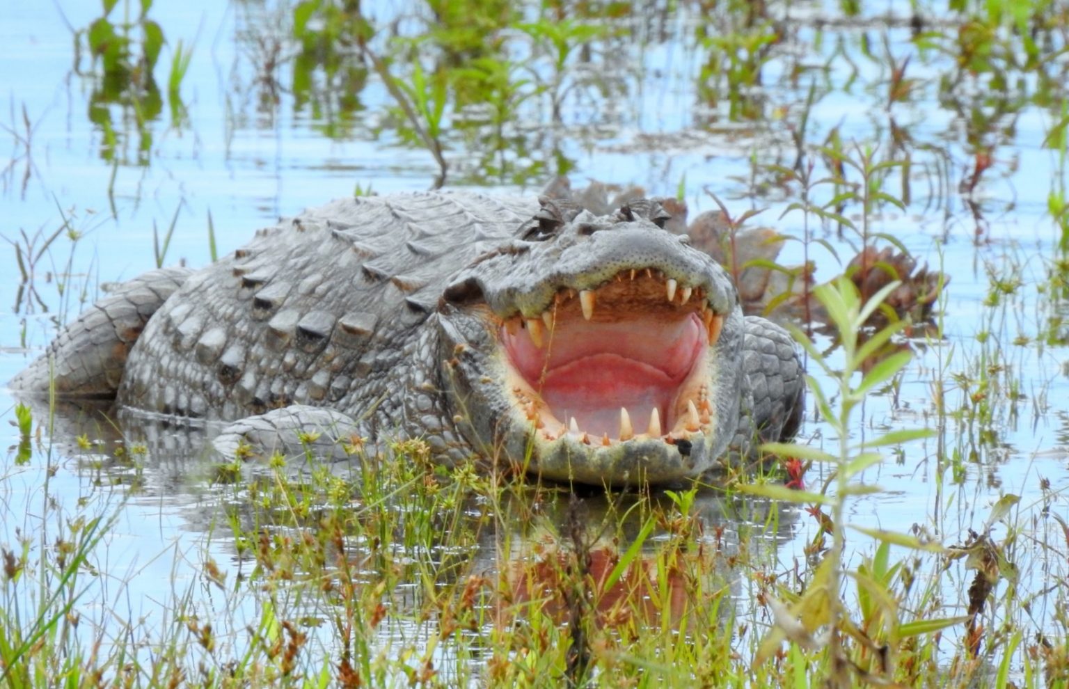 YACARÉ OVERO 】- Caiman latirostris. Ven a conocerlo