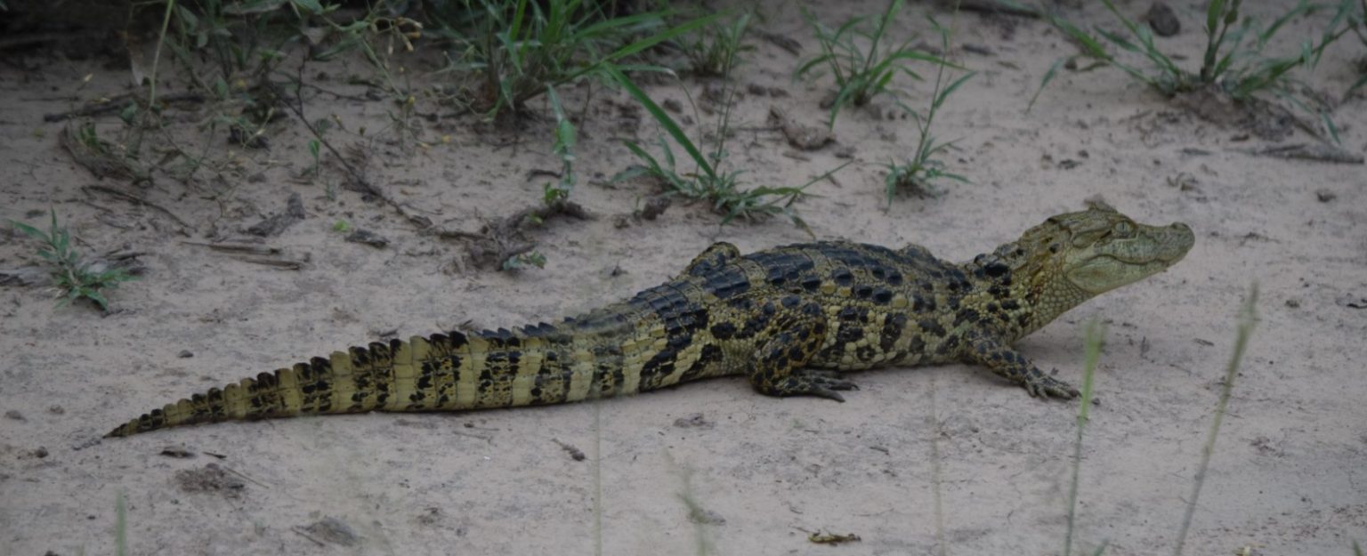 YACARÉ OVERO 】- Caiman latirostris. Ven a conocerlo