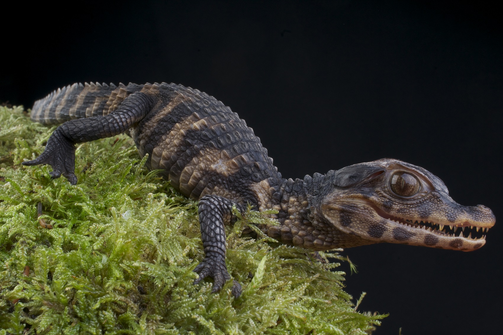 CAIMÁN ENANO DE CUVIER 】- Paleosuchus palpebrosus