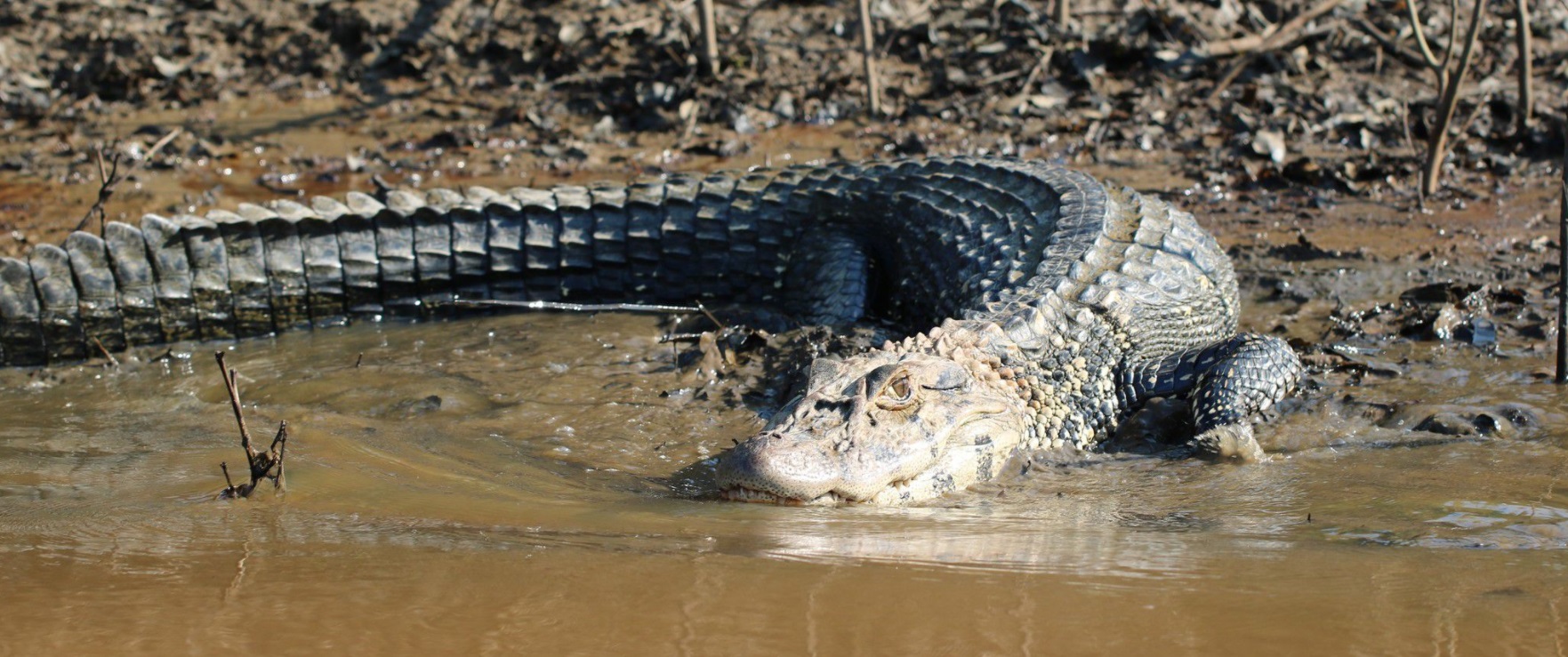 CAIMÁN NEGRO 】- Melanosuchus niger. Ven a conocerlo