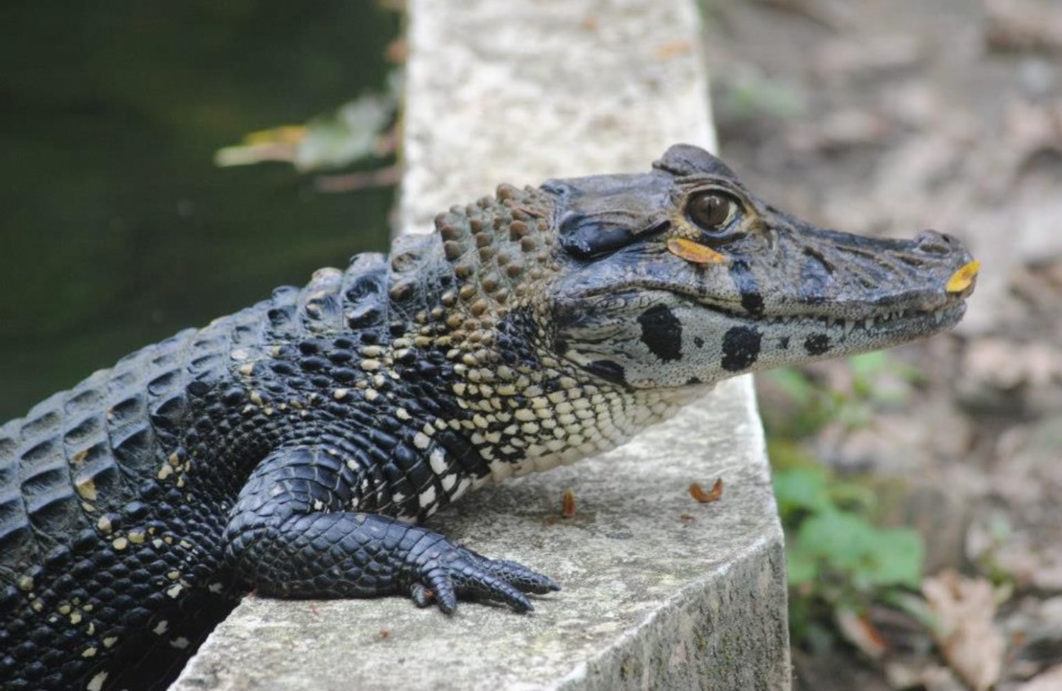 CAIMÁN NEGRO 】- Melanosuchus niger. Ven a conocerlo
