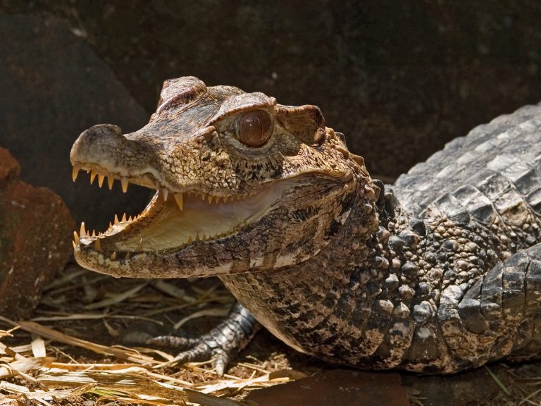 CAIMÁN ENANO DE CUVIER 】- Paleosuchus palpebrosus