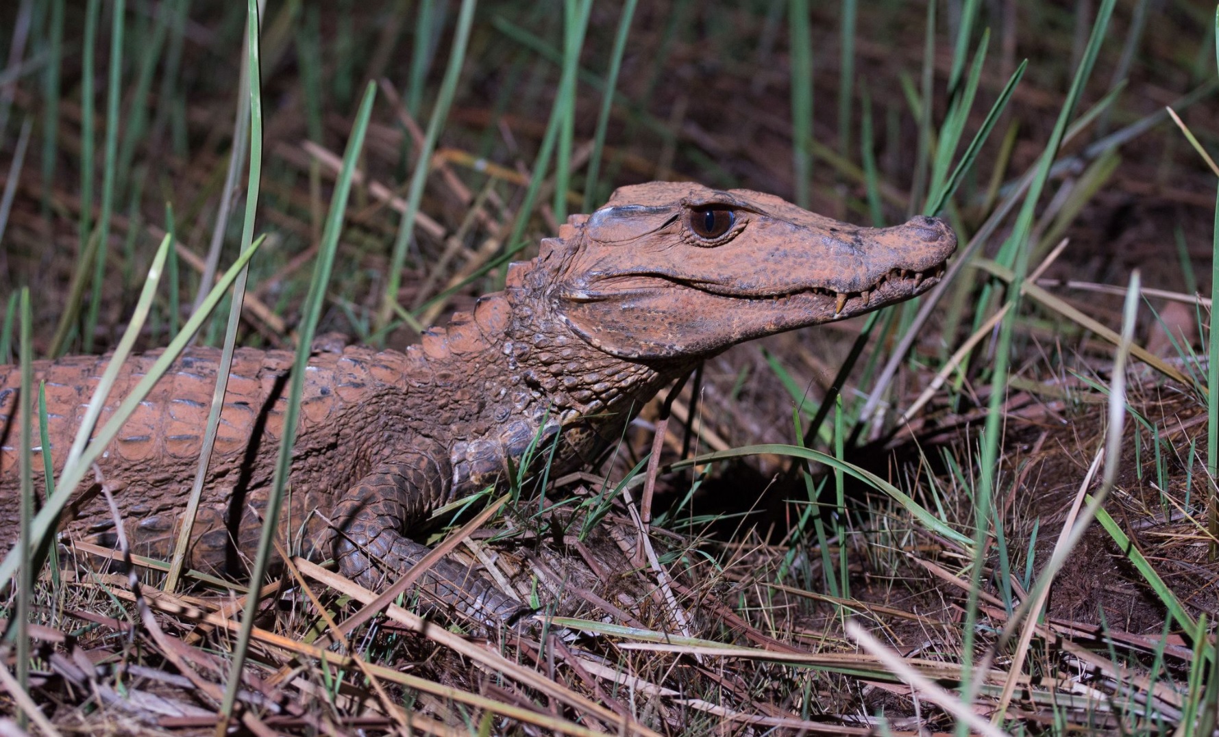 CAIMÁN ENANO DE CUVIER 】- Paleosuchus palpebrosus