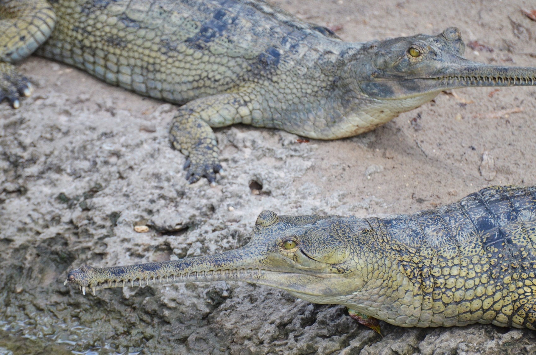 GAVIAL INDIO 】- Gavialis gangeticus. Ven a conocerla