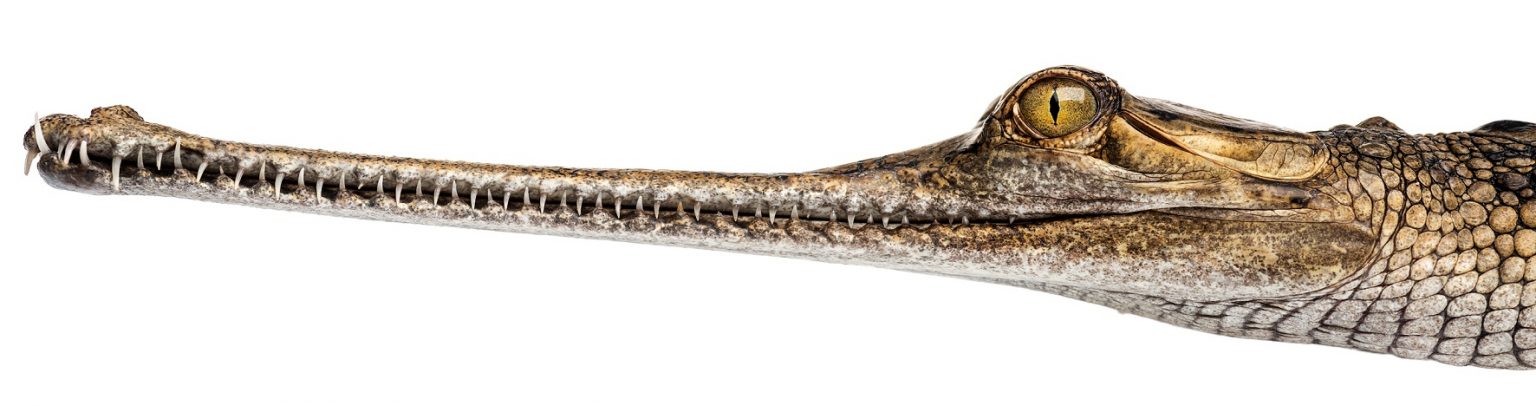 GAVIAL INDIO 】- Gavialis gangeticus. Ven a conocerla
