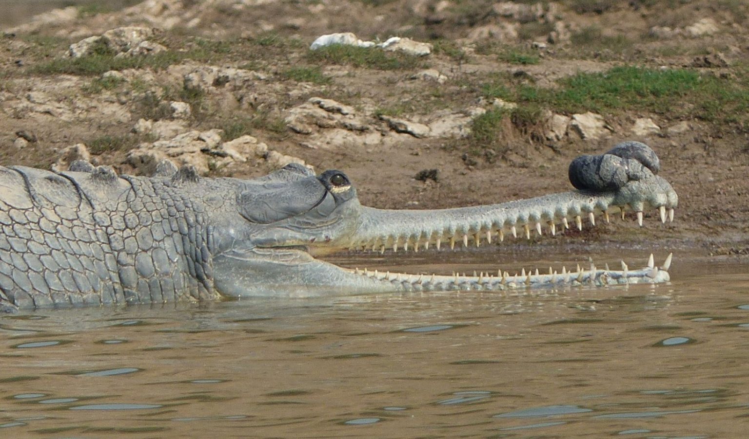 GAVIAL INDIO 】- Gavialis gangeticus. Ven a conocerla